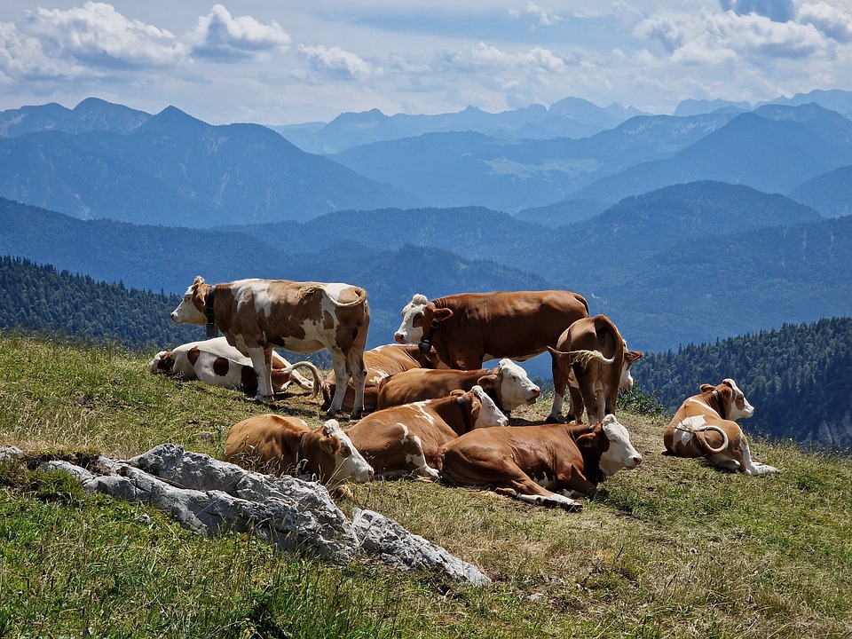 Hiking Cow Animal - Free photo on Pixabay