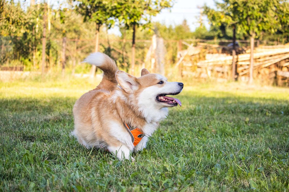Corgi Gallois Pembroke - Photo gratuite sur Pixabay