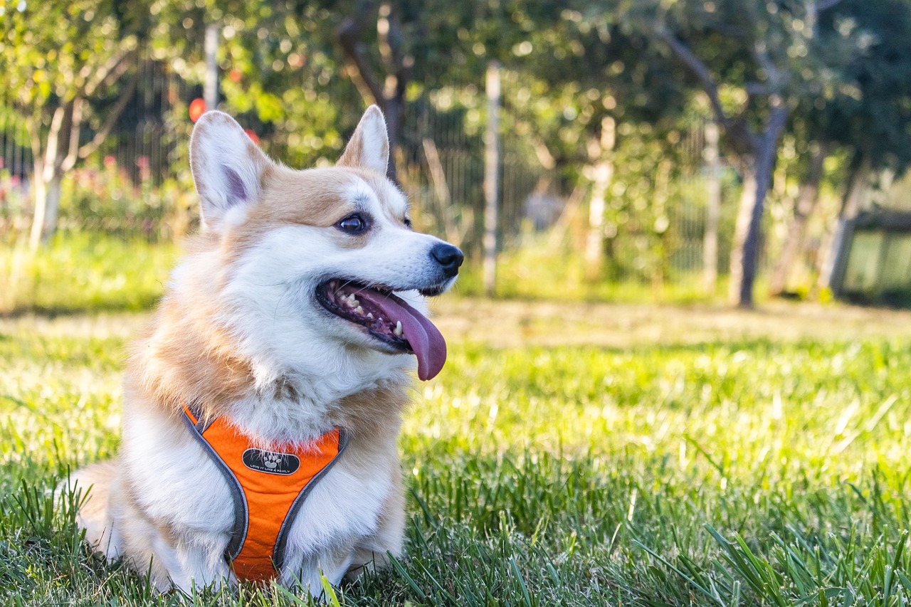 Corgi Gallois Pembroke - Photo gratuite sur Pixabay
