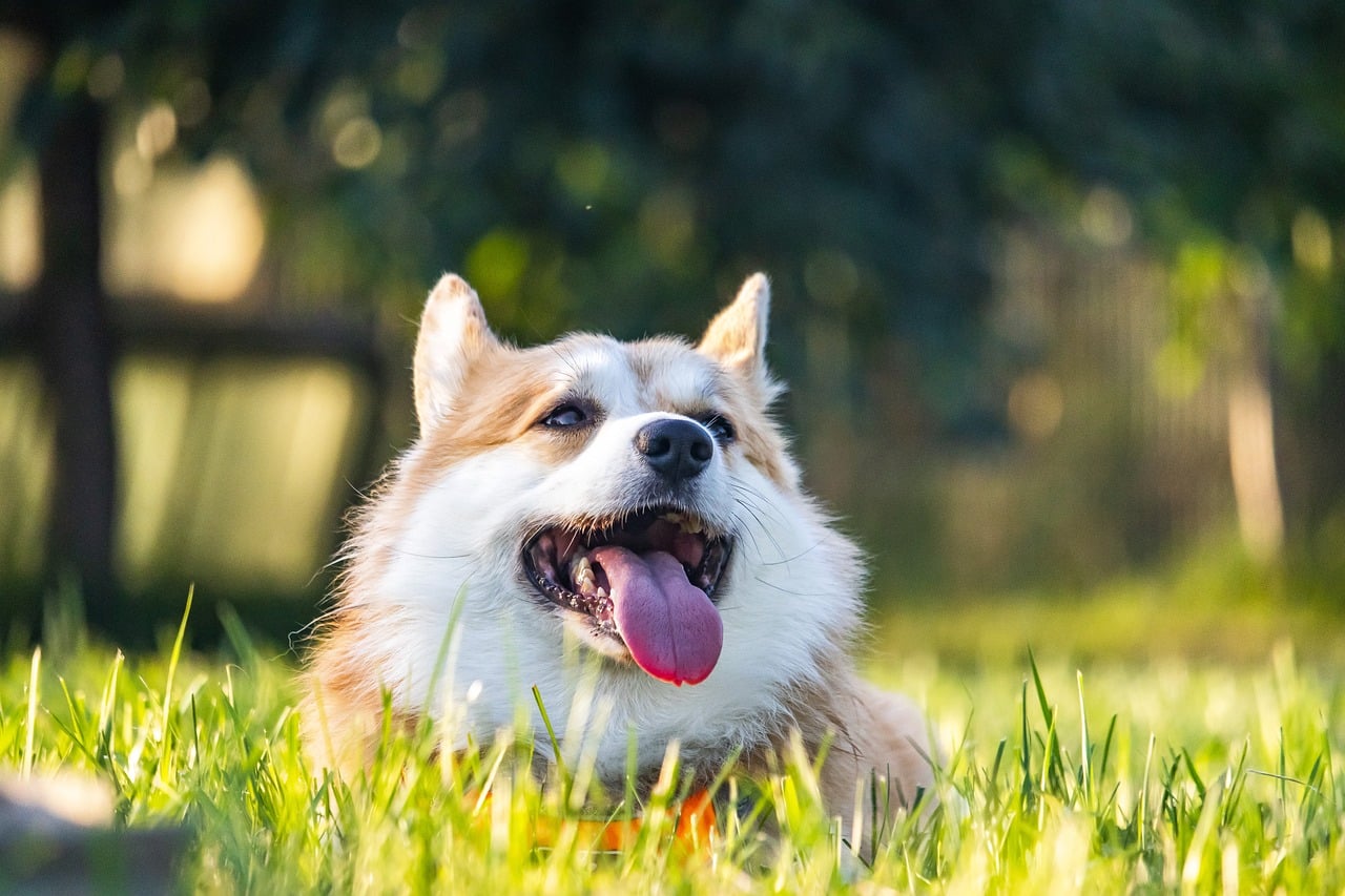 Corgi Gallois Pembroke - Photo gratuite sur Pixabay
