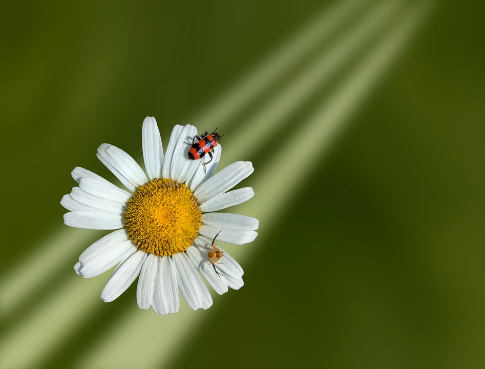 Wildflower Insect Bug - Free photo on Pixabay