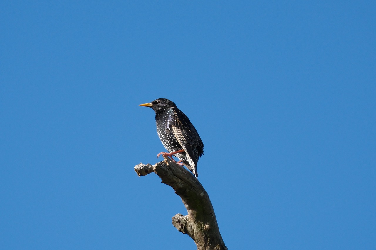 Starling Bird Nature - Free photo on Pixabay