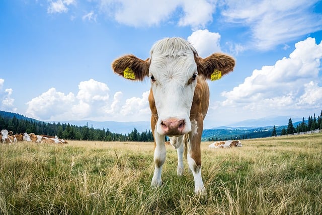 Vacă Animal Natură - Fotografie gratuită pe Pixabay