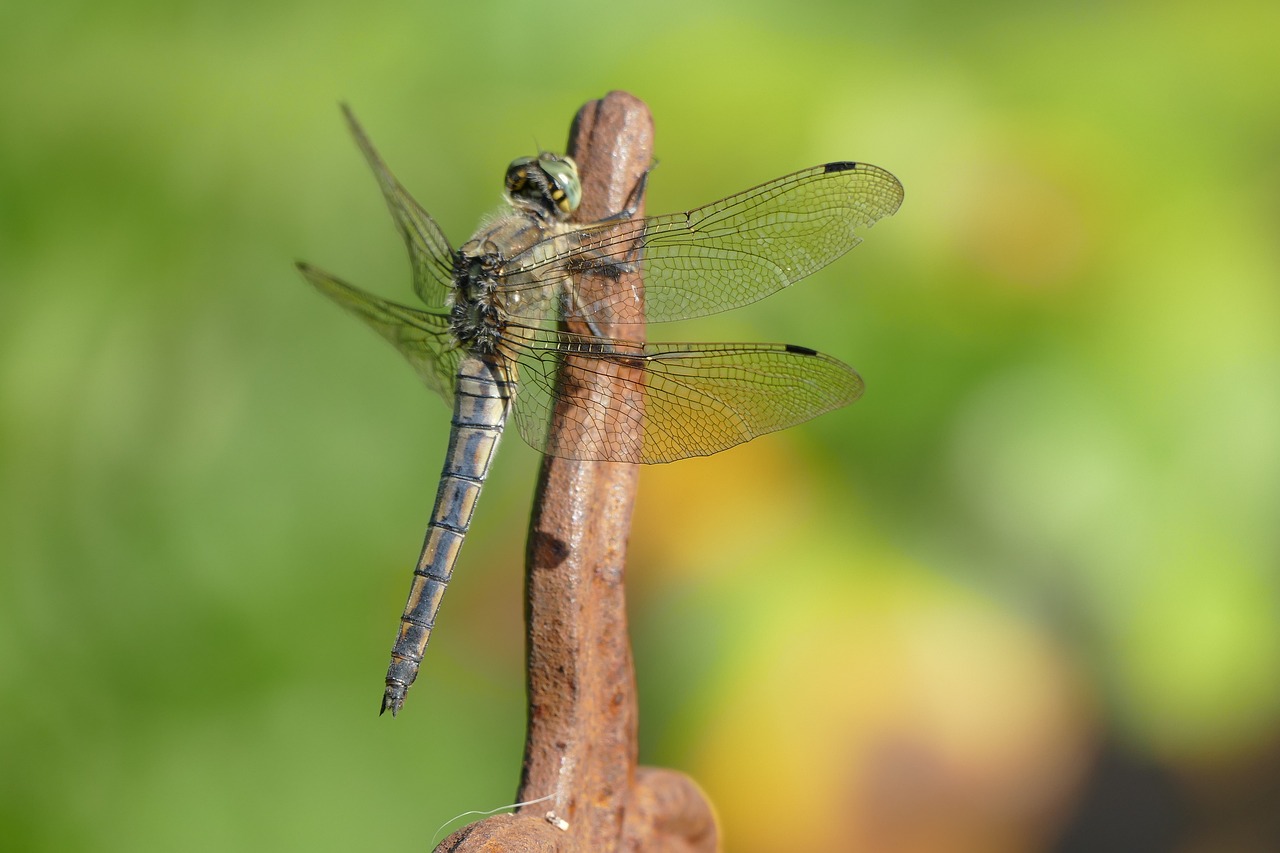 Shore Dragonfly Bug - Free photo on Pixabay