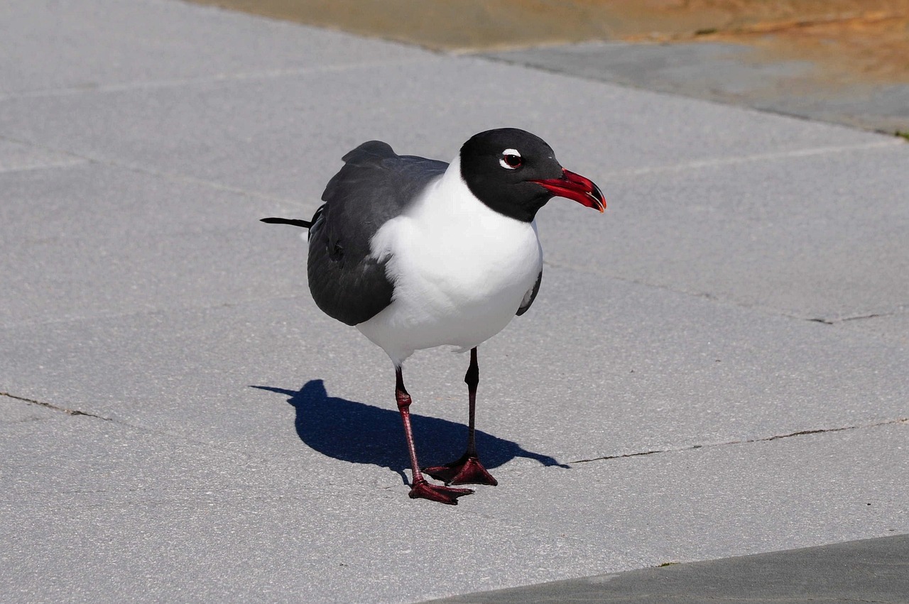 Black Headed Gull Bird - Free photo on Pixabay