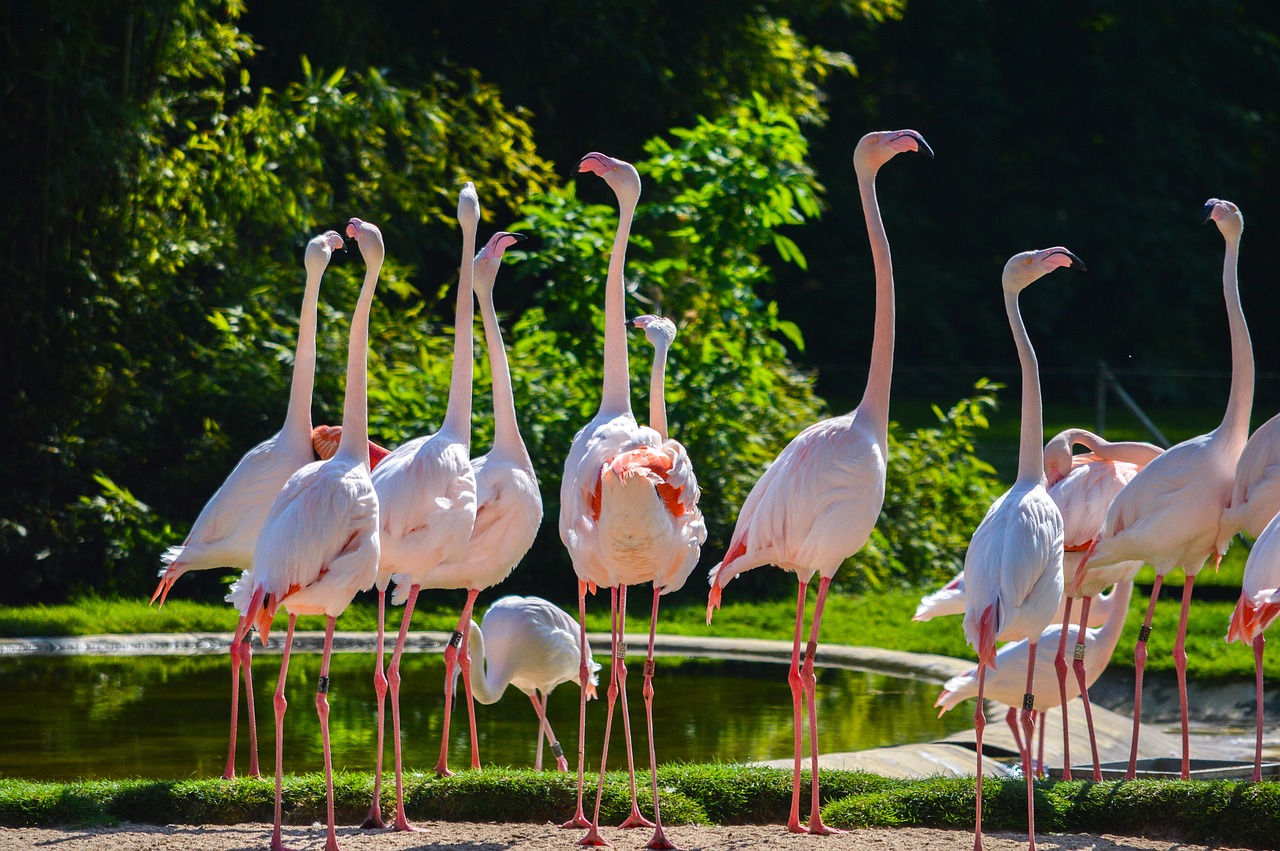 Flamingo Bird Plumage - Free photo on Pixabay
