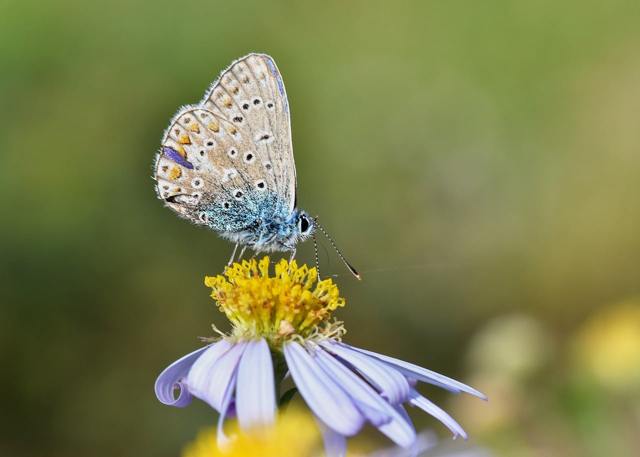Butterfly Insect Beige - Free photo on Pixabay