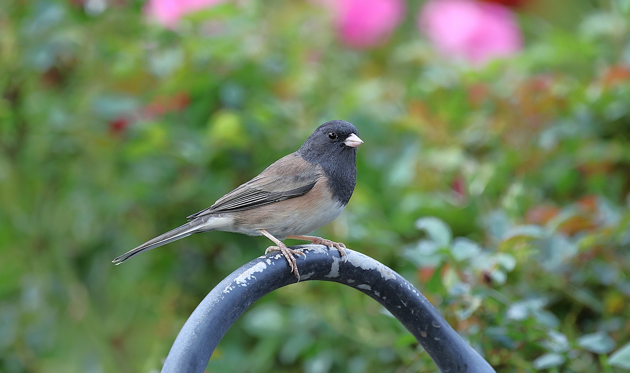 Dark-Eyed Junco Bird Finch - Free photo on Pixabay
