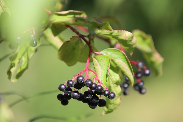 Berry Elder Nature - Free photo on Pixabay
