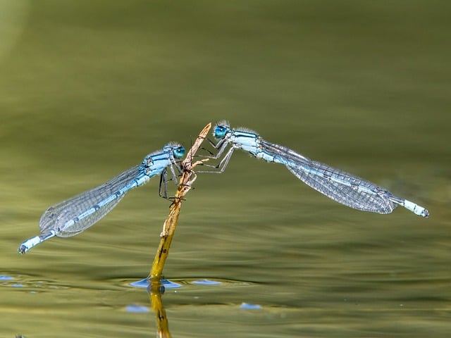 Insect Nature Wildlife - Free photo on Pixabay
