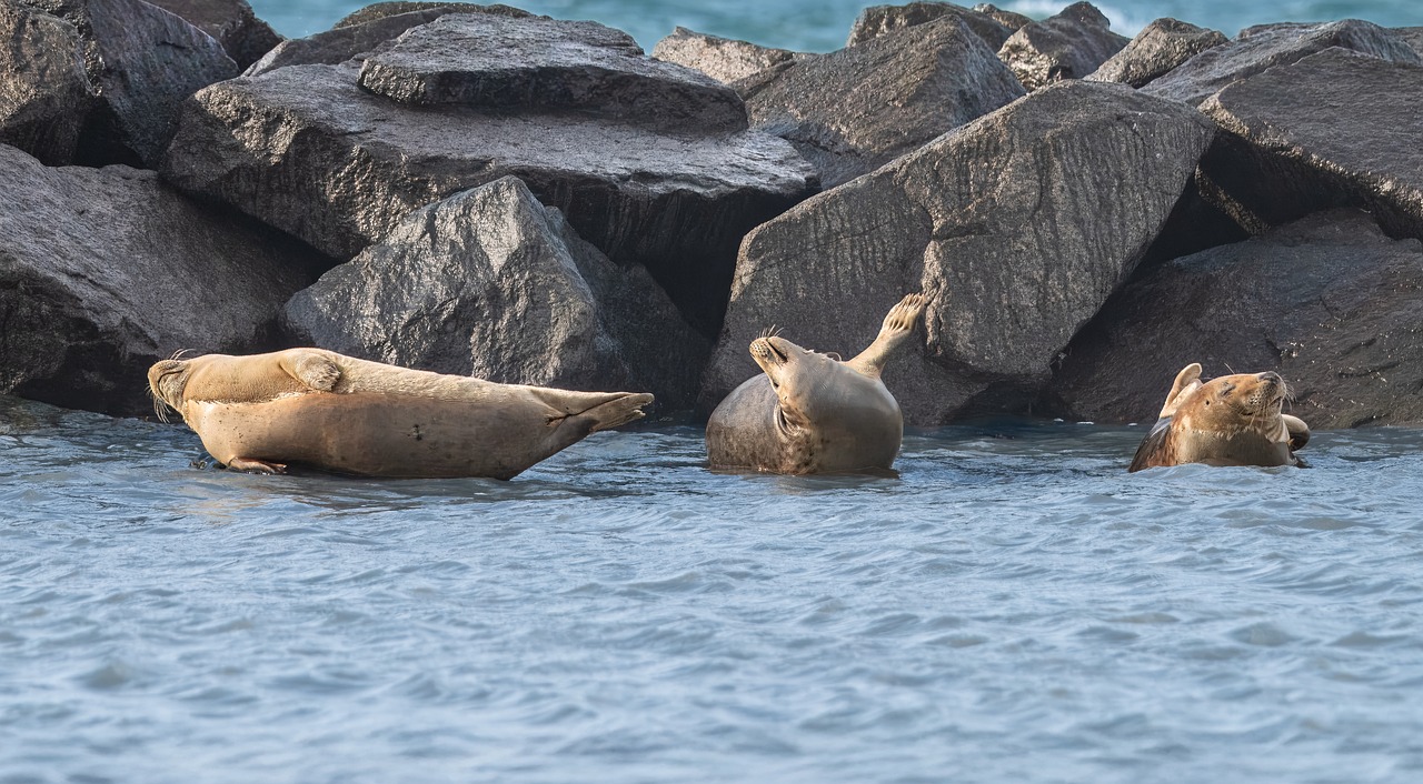 Seal Marine Mammals Predator - Free photo on Pixabay