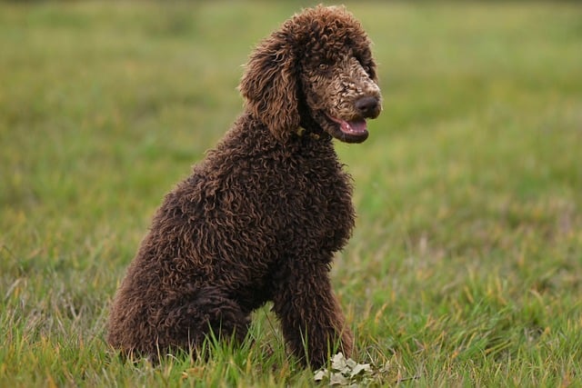 Royal Poodle Aurelio Animal Dog - Free photo on Pixabay