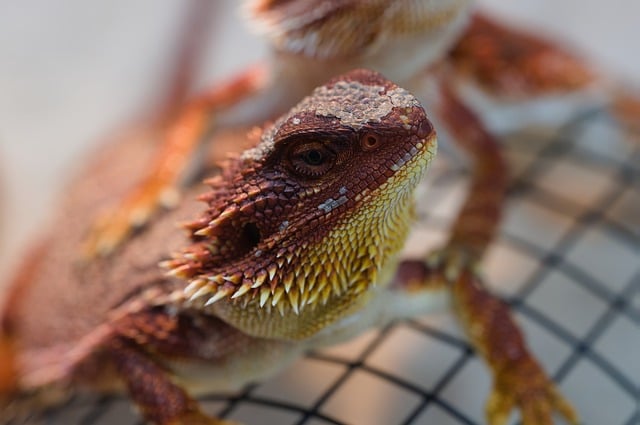 Bearded Dragon Reptile Lizard - Free photo on Pixabay