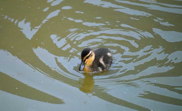 Ducklings Chick Offspring Duck - Free photo on Pixabay