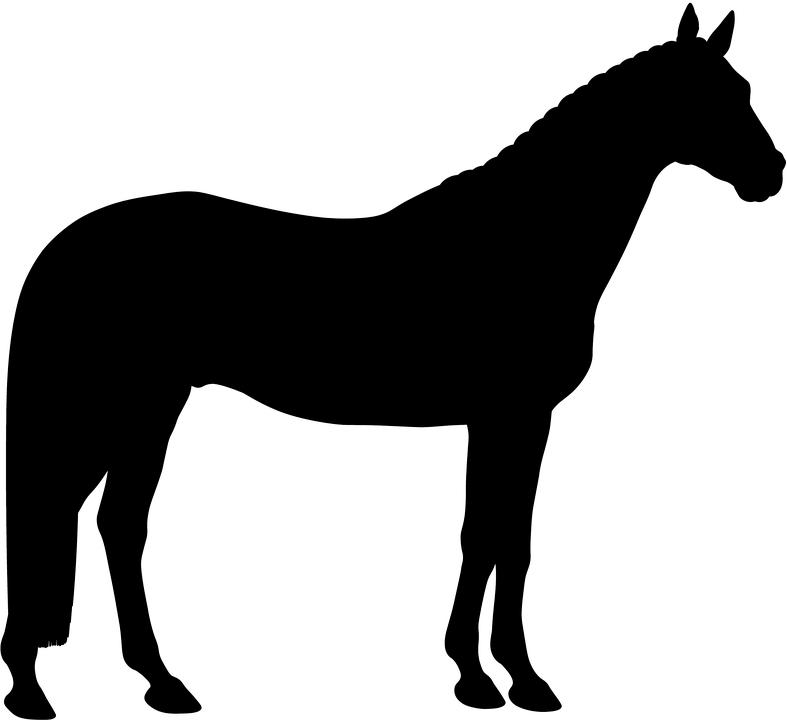 Cheval Anglo Arabe De Selle - Photo gratuite sur Pixabay
