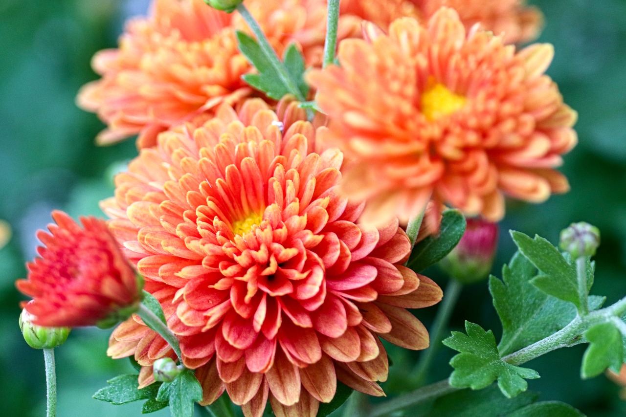 Chrysanthemums Flower Garden - Free photo on Pixabay