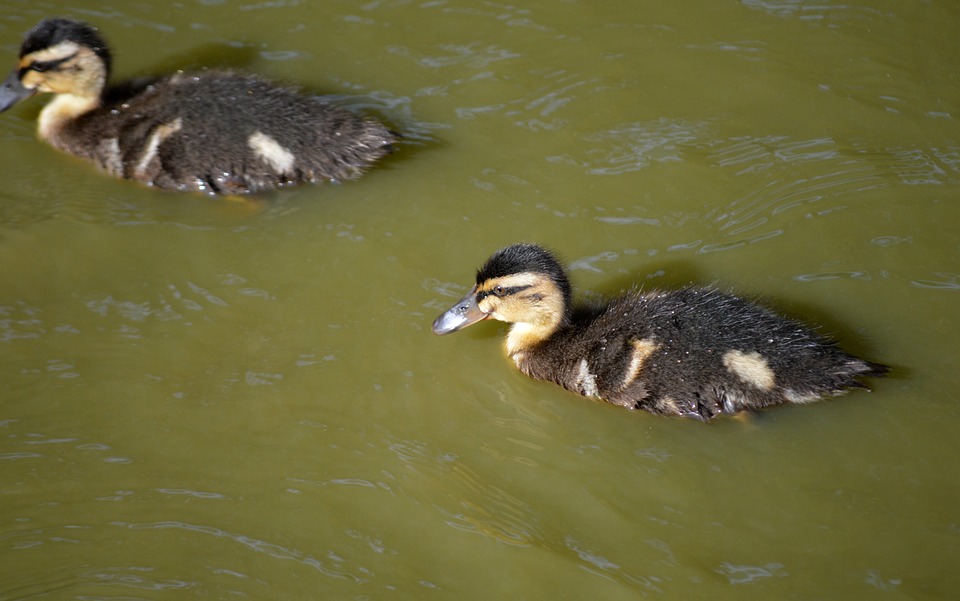 Ducklings Chick Offspring - Free photo on Pixabay