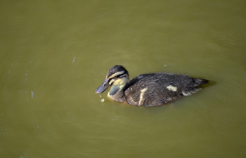 Ducklings Chick Offspring - Free photo on Pixabay