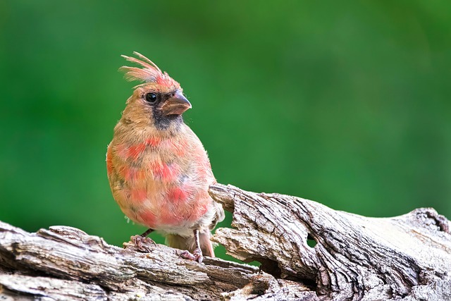 Aviaria Ornitologia Natura Animali - Foto gratis su Pixabay