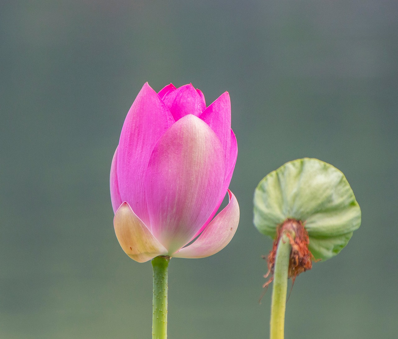 Lotus Flower Plant - Free photo on Pixabay