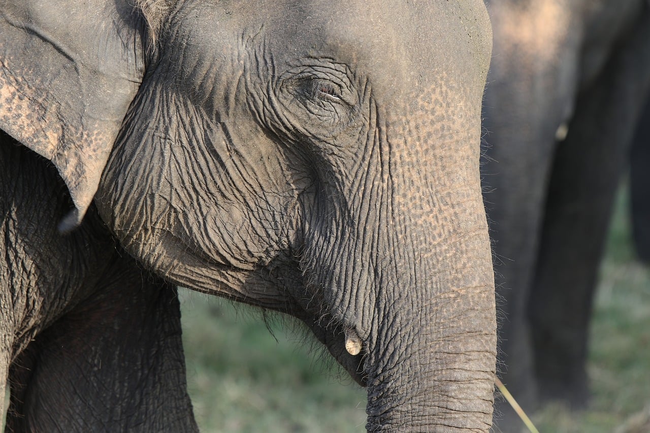 African Elephants Ears Flapping - Free photo on Pixabay
