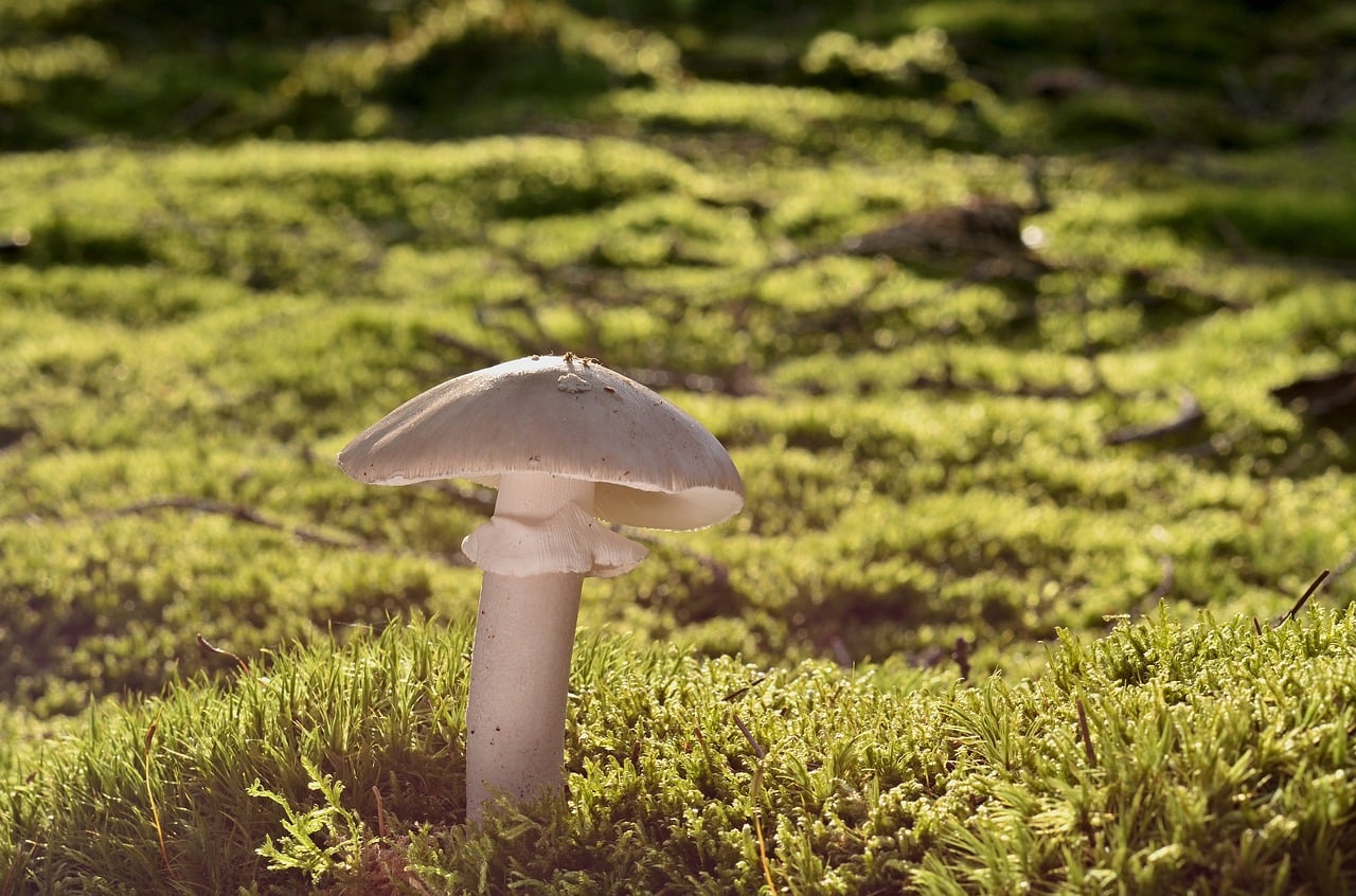 Mushroom Disc Fungus Moss - Free photo on Pixabay