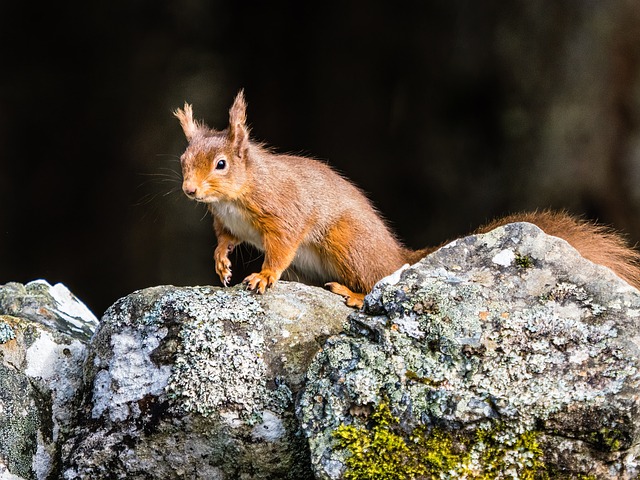20,000+ Free Animated Squirrel & Squirrel Images - Pixabay