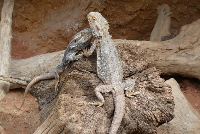Agamen Reptil Eidechse - Kostenloses Foto auf Pixabay