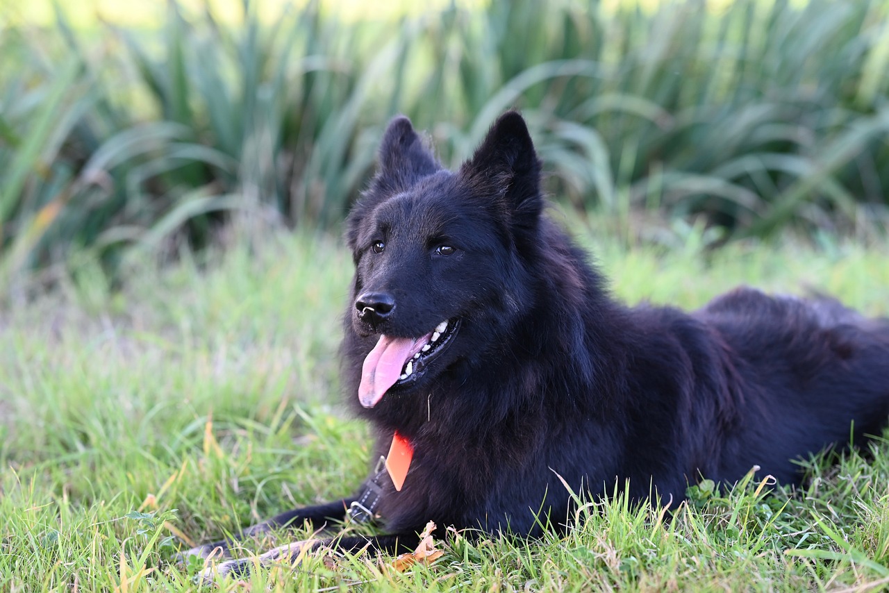 Valiant Eurasier Dog Animal - Free photo on Pixabay
