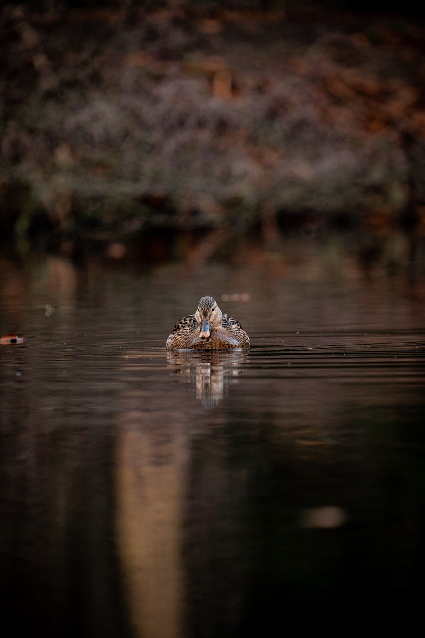Duck Swimming Pond - Free photo on Pixabay
