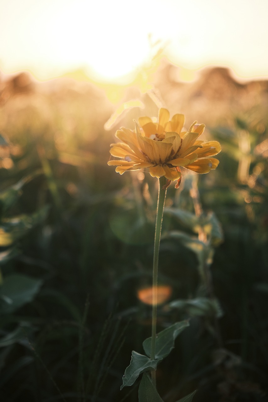 Flower Sunset Nature Evening - Free photo on Pixabay