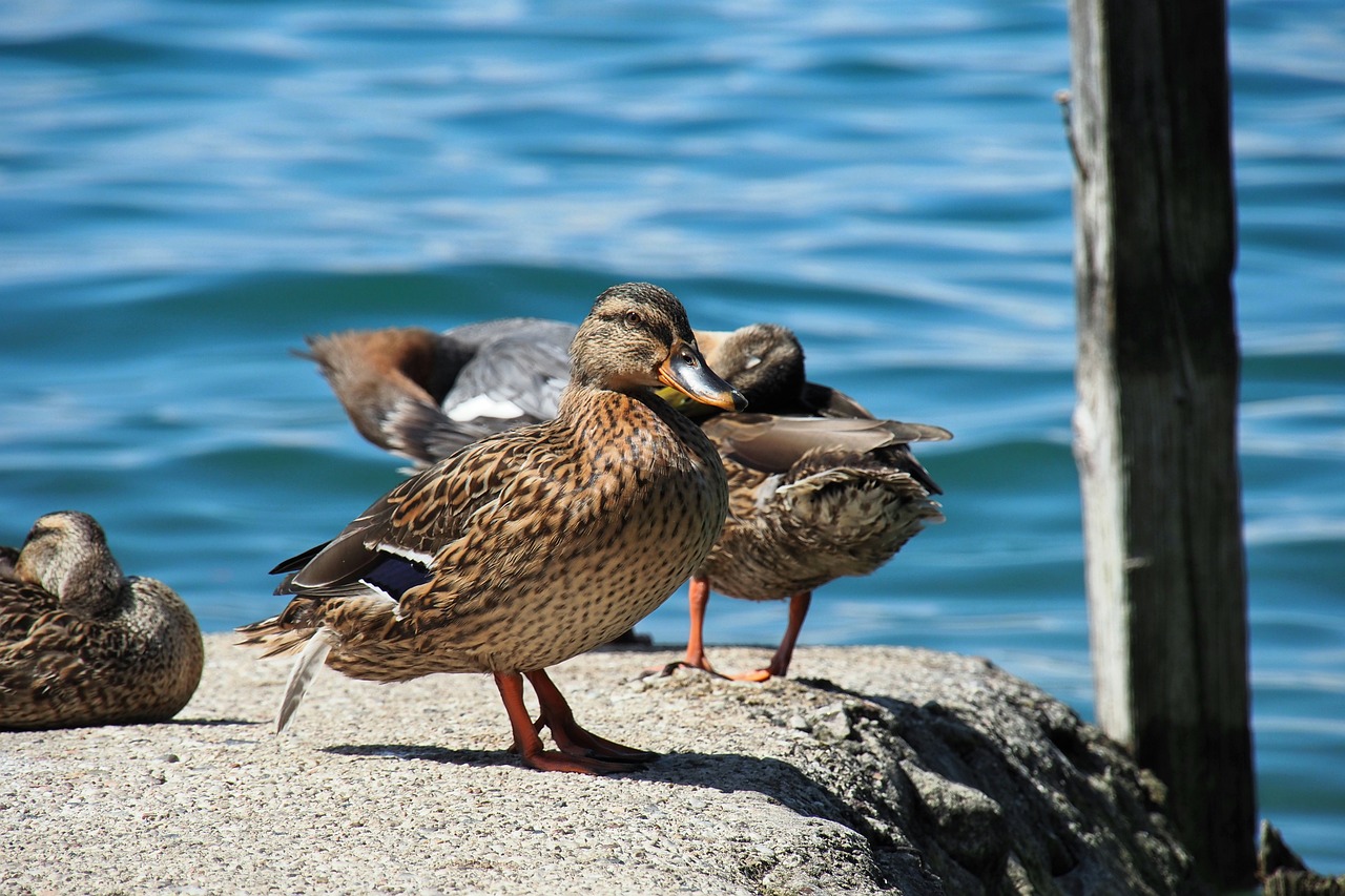 Ducks Waterfowl Nature - Free photo on Pixabay