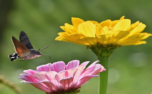 Moth Hummingbird Hawk Insect - Free photo on Pixabay