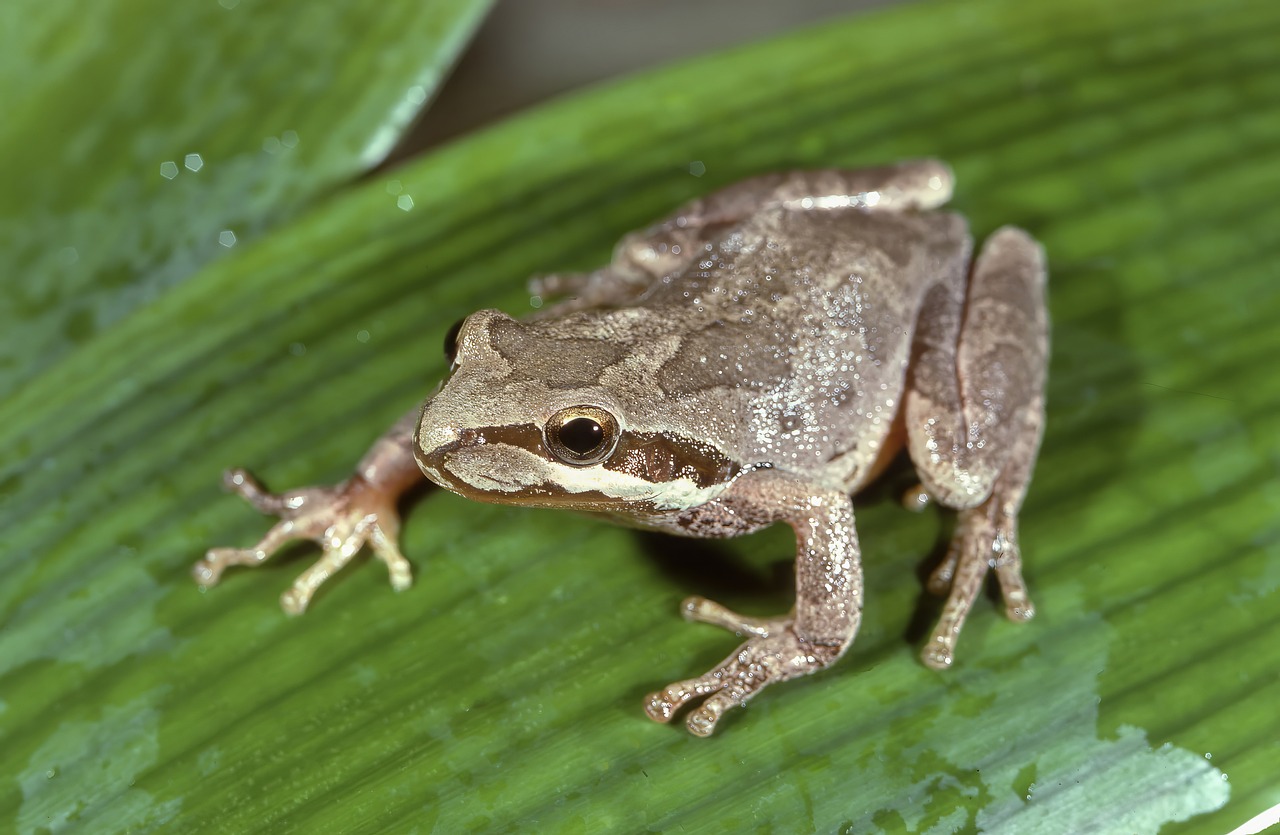 Frog Animal Nature - Free photo on Pixabay