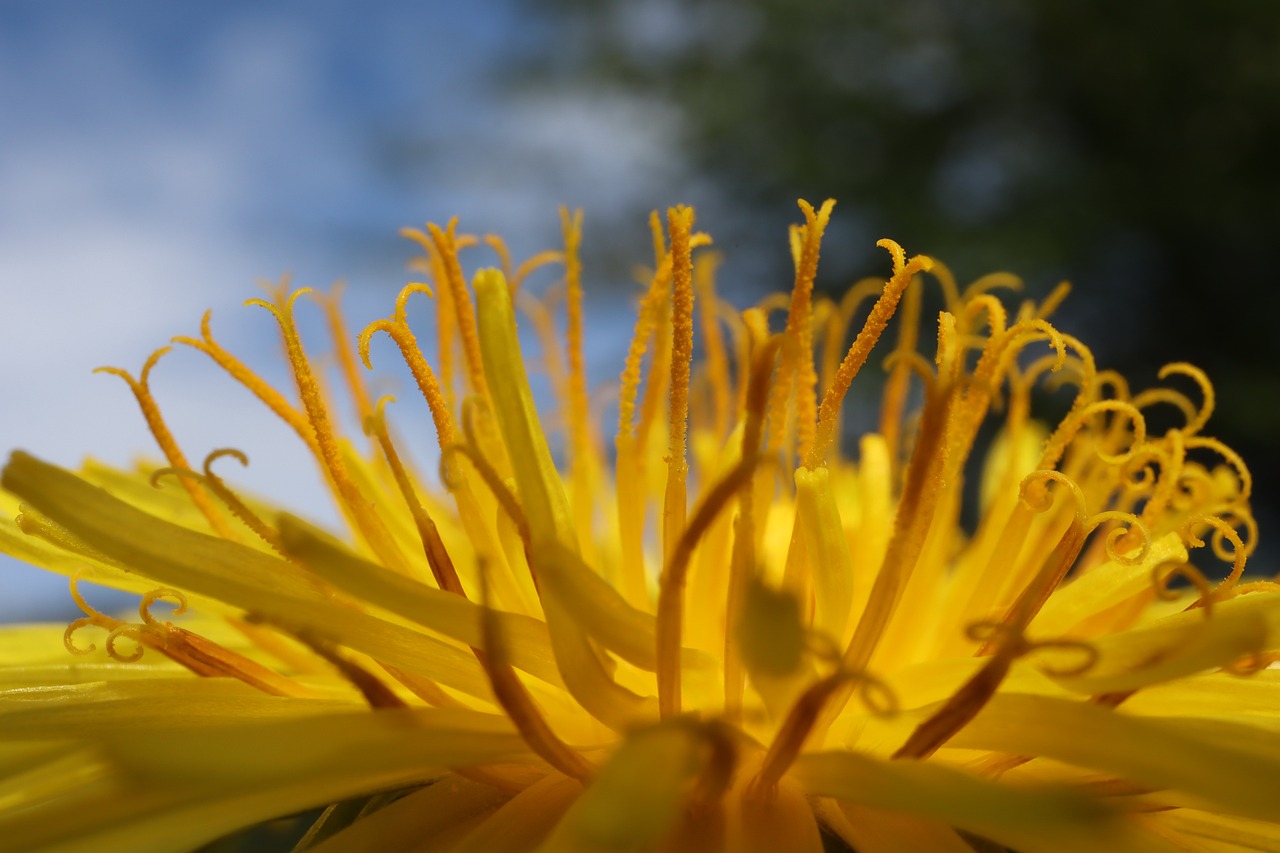 Dandelion Stamens Flower - Free photo on Pixabay