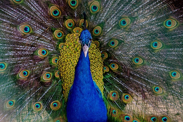 Peacock Nature Bird - Free photo on Pixabay