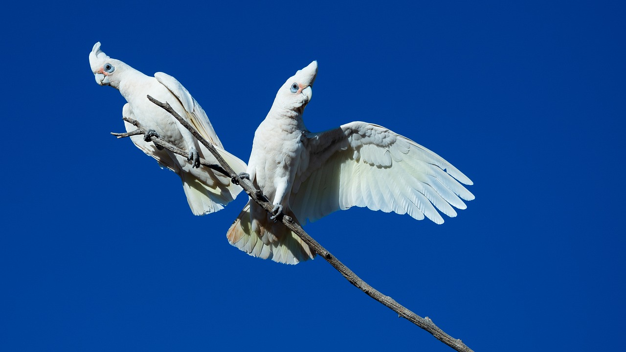 Little Corella - Free photo on Pixabay