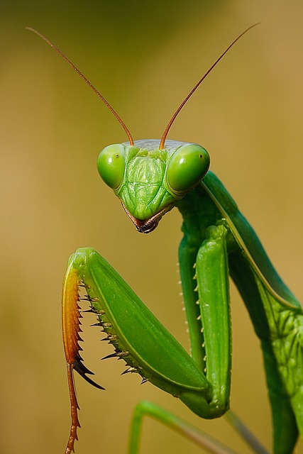 Mantis Nature - Free photo on Pixabay