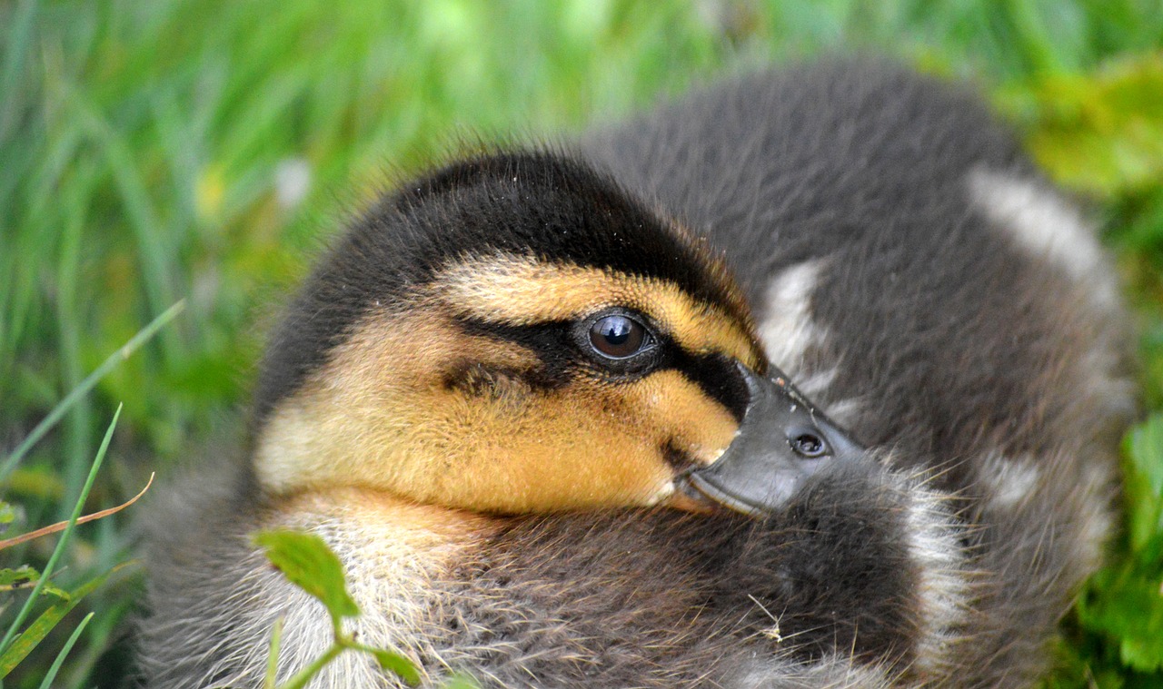 Ducklings Chick Offspring - Free photo on Pixabay
