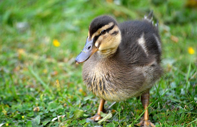 Ducklings Chick Offspring - Free photo on Pixabay