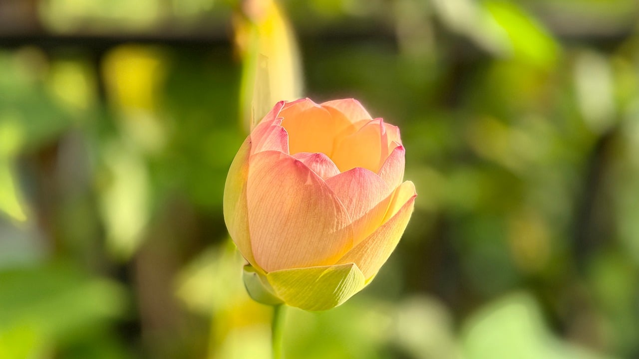 Bowl Lotus Petal Jhjd Close - Free photo on Pixabay