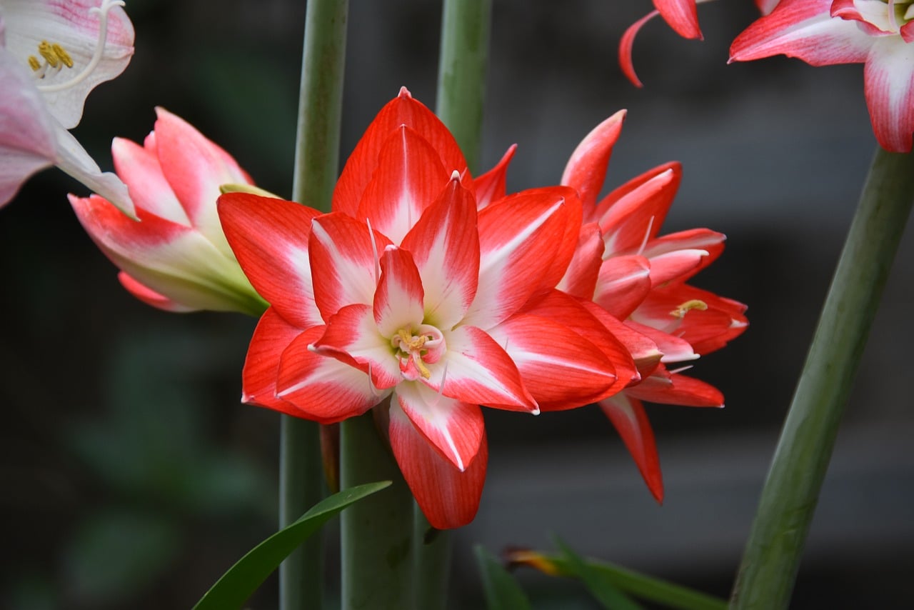 50,000+ Free Flower On Terrace & Nature Images - Pixabay