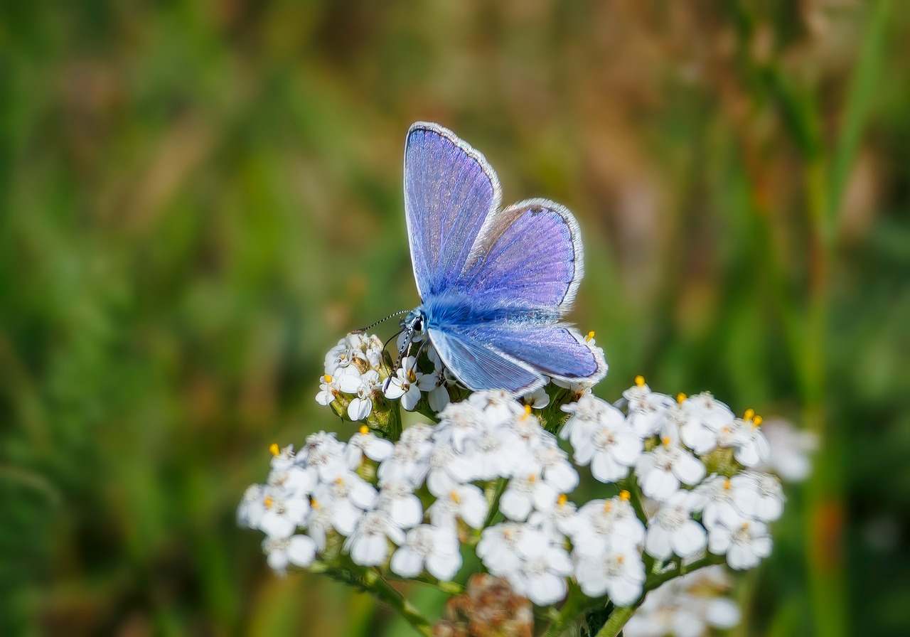 Common Blue Butterfly Insect - Free photo on Pixabay