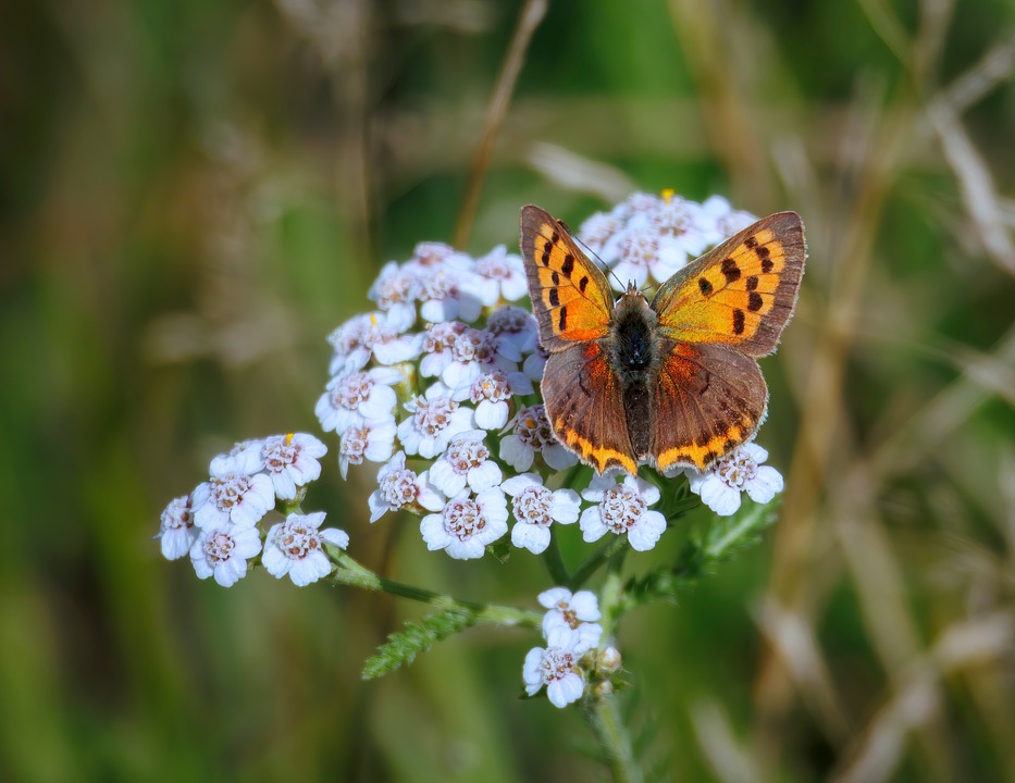 Small Copper Butterfly Insect - Free photo on Pixabay