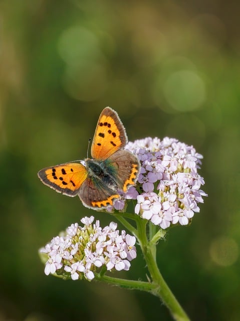 20,000+ Free Small Butterfly & Butterfly Images - Pixabay