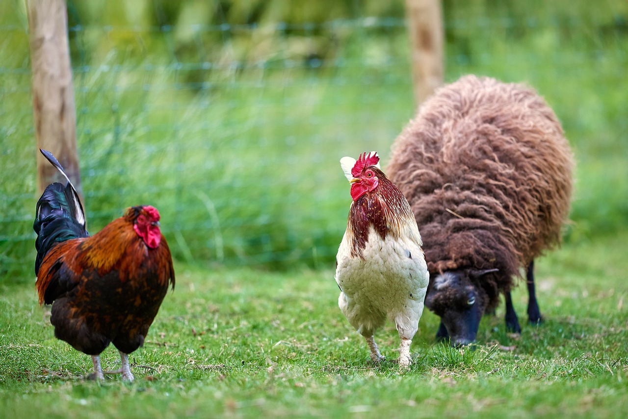 Sheep And Chickens Hens - Free photo on Pixabay