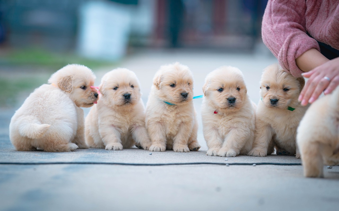 Dog Pet Animal - Free photo on Pixabay