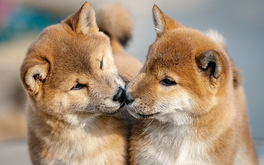 Generated Ai, Shiba Inu, Dog. Free Stock Video - Pixabay