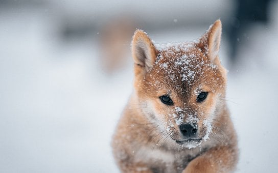 Puppy Dog Pet - Free photo on Pixabay