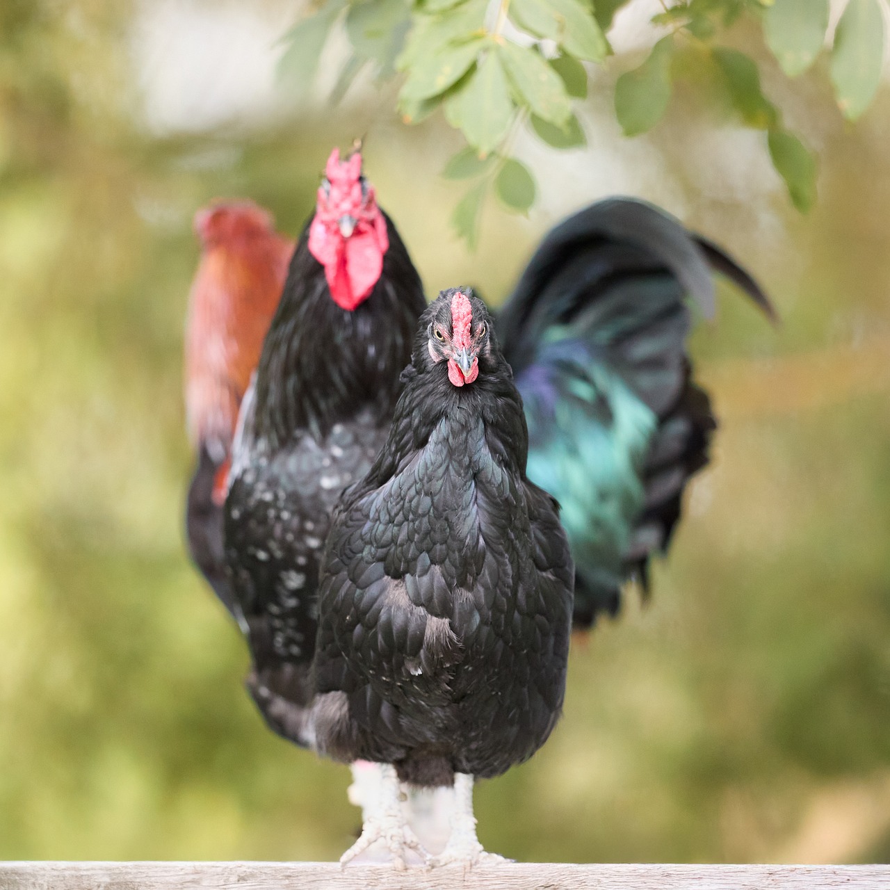Chickens Cocks In A Row - Free photo on Pixabay